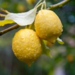 When to Prune Lemon Trees Australia – adpapa