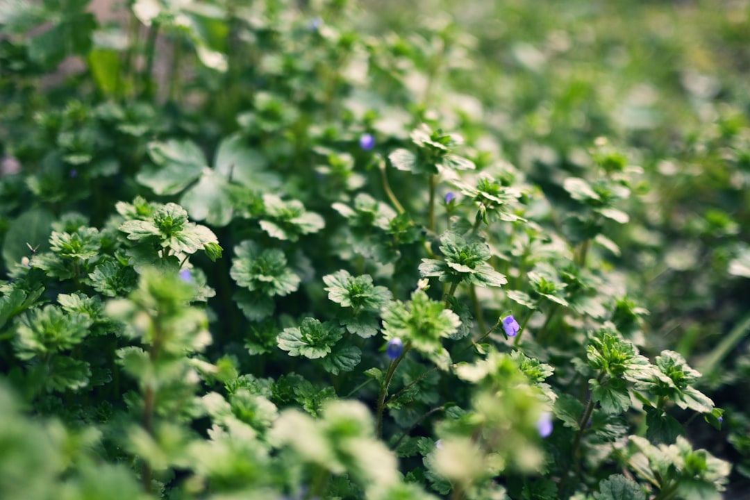 Adpapa Australian Grown News And Articles Adpapa Australian Grown News And Articles