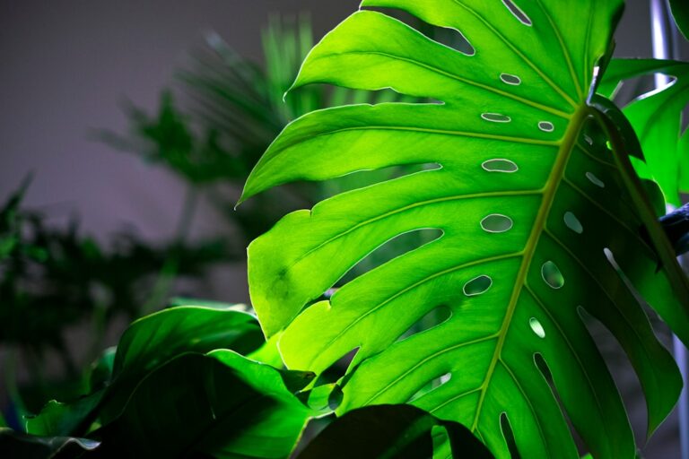 Unlocking the Beauty of Monstera Deliciosa – adpapa