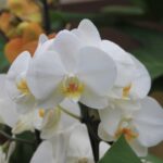 Phalaenopsis Orchid: A Guide to Growing and Caring for Moth Orchids ...